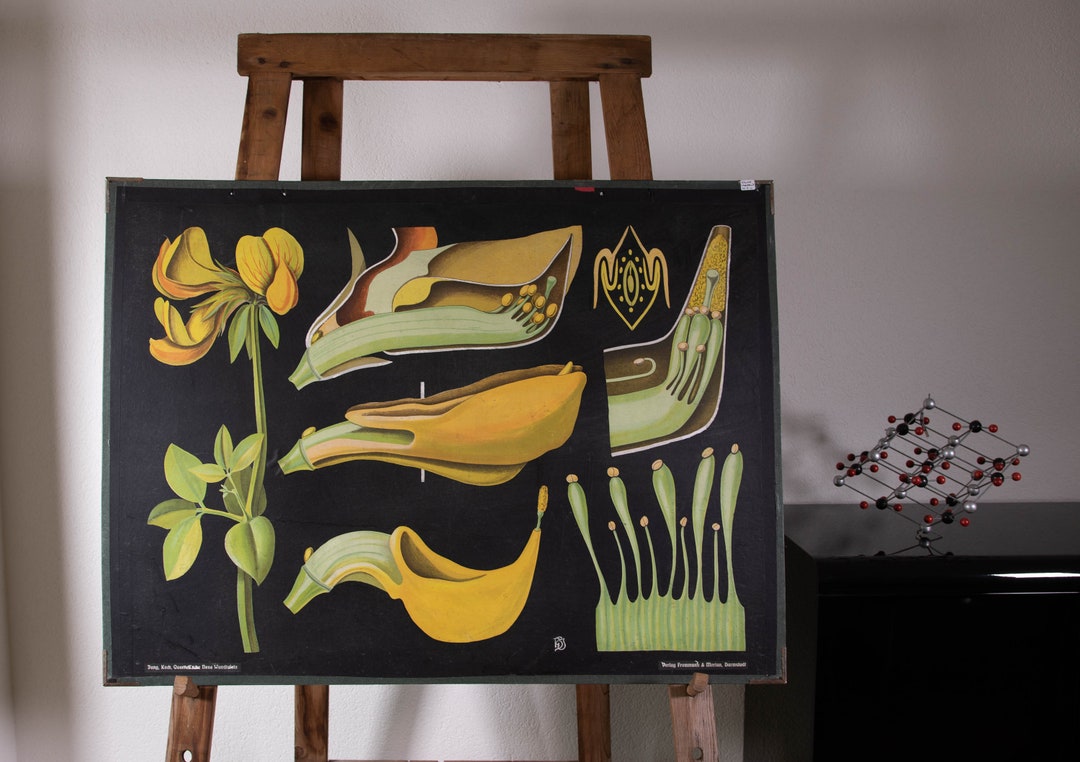 Vintage Chart Clover and Great Dodder School Chart by Jung Koch ...