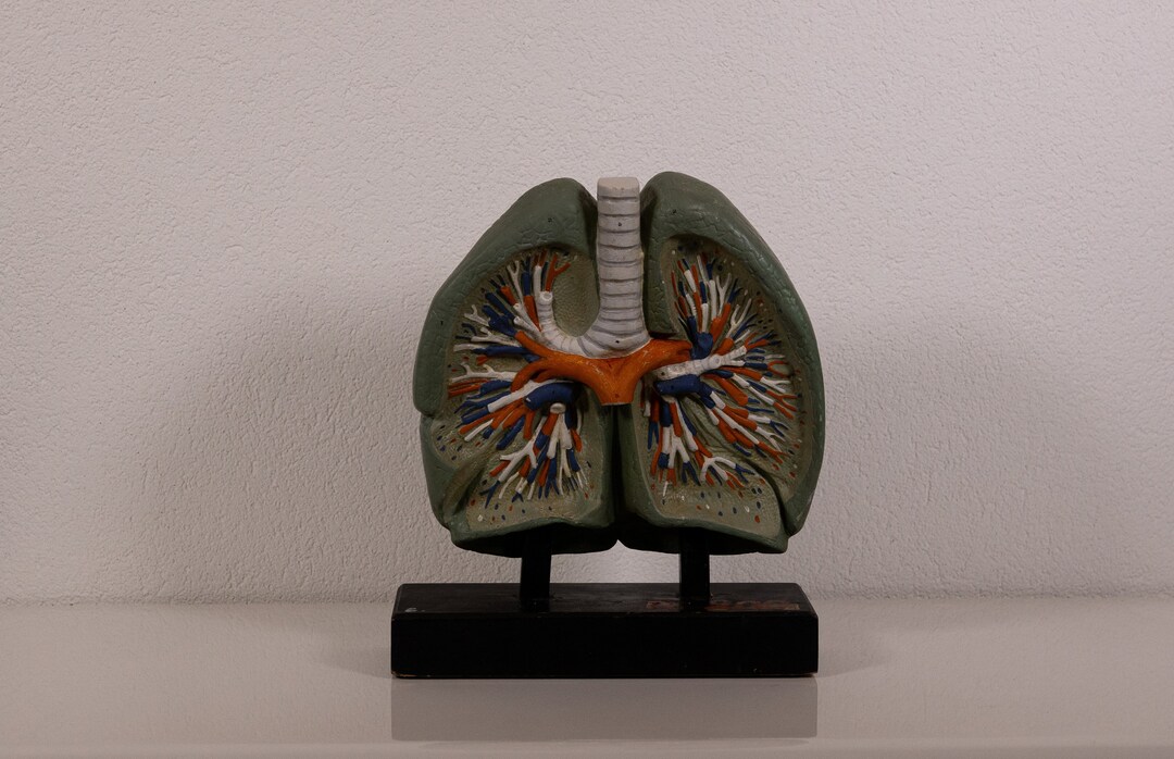 Vintage Model of the Lungs, These Anatomy Models, Used for Educational ...