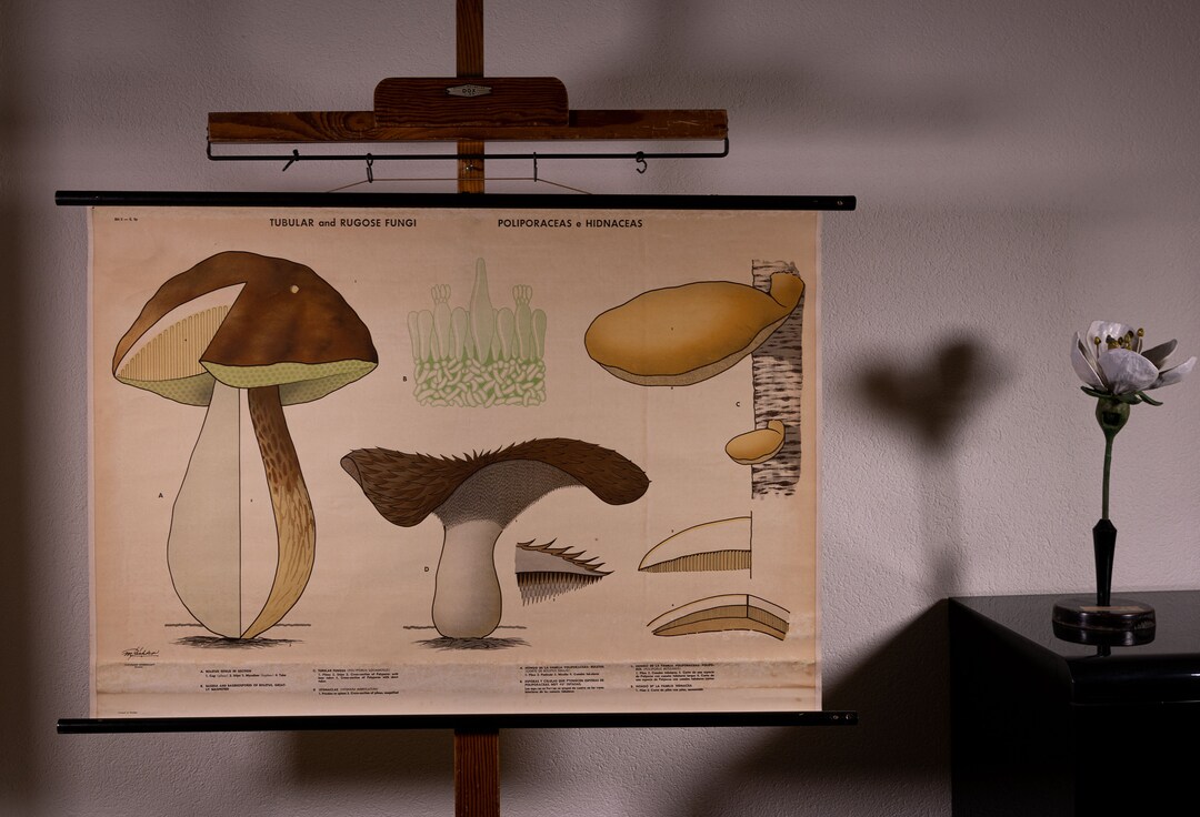 Vintage Pull Down Chart Mushrooms School Chart - Etsy