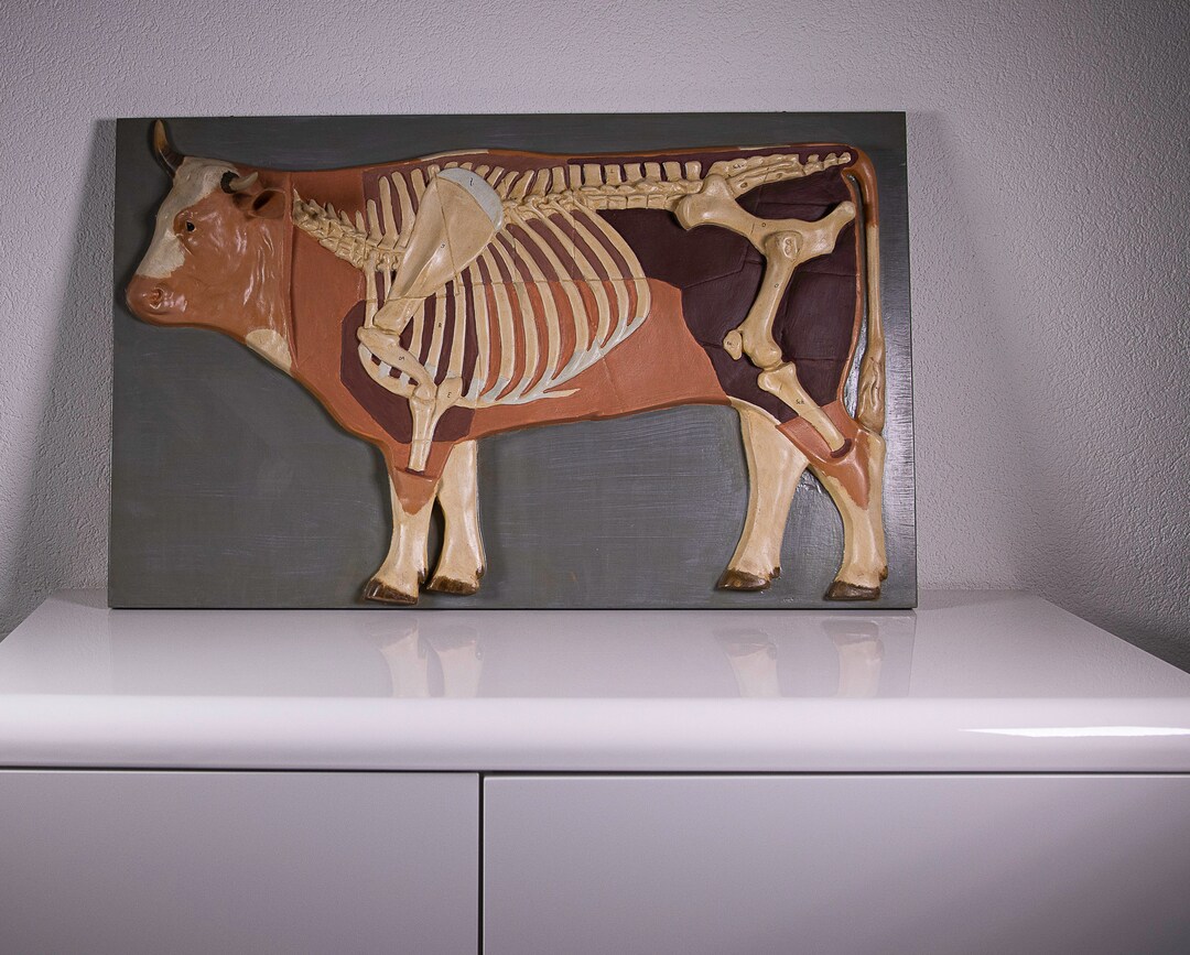 Vintage Anatomical Model of a Cow ,these Models, Used for Education ...