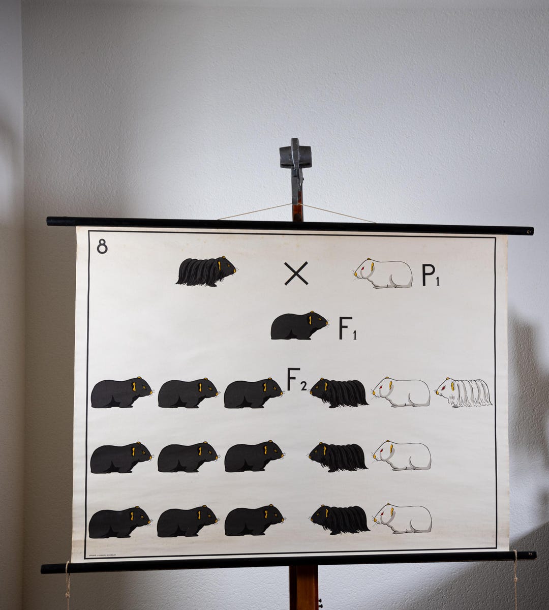 Pull Down Chart Genetics Guinea Pig School Chart Lithograph - Etsy