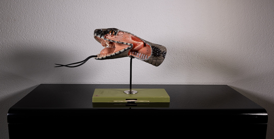 Vintage Anatomical Model of a Snake Vipera Berus ,these Models, Used ...