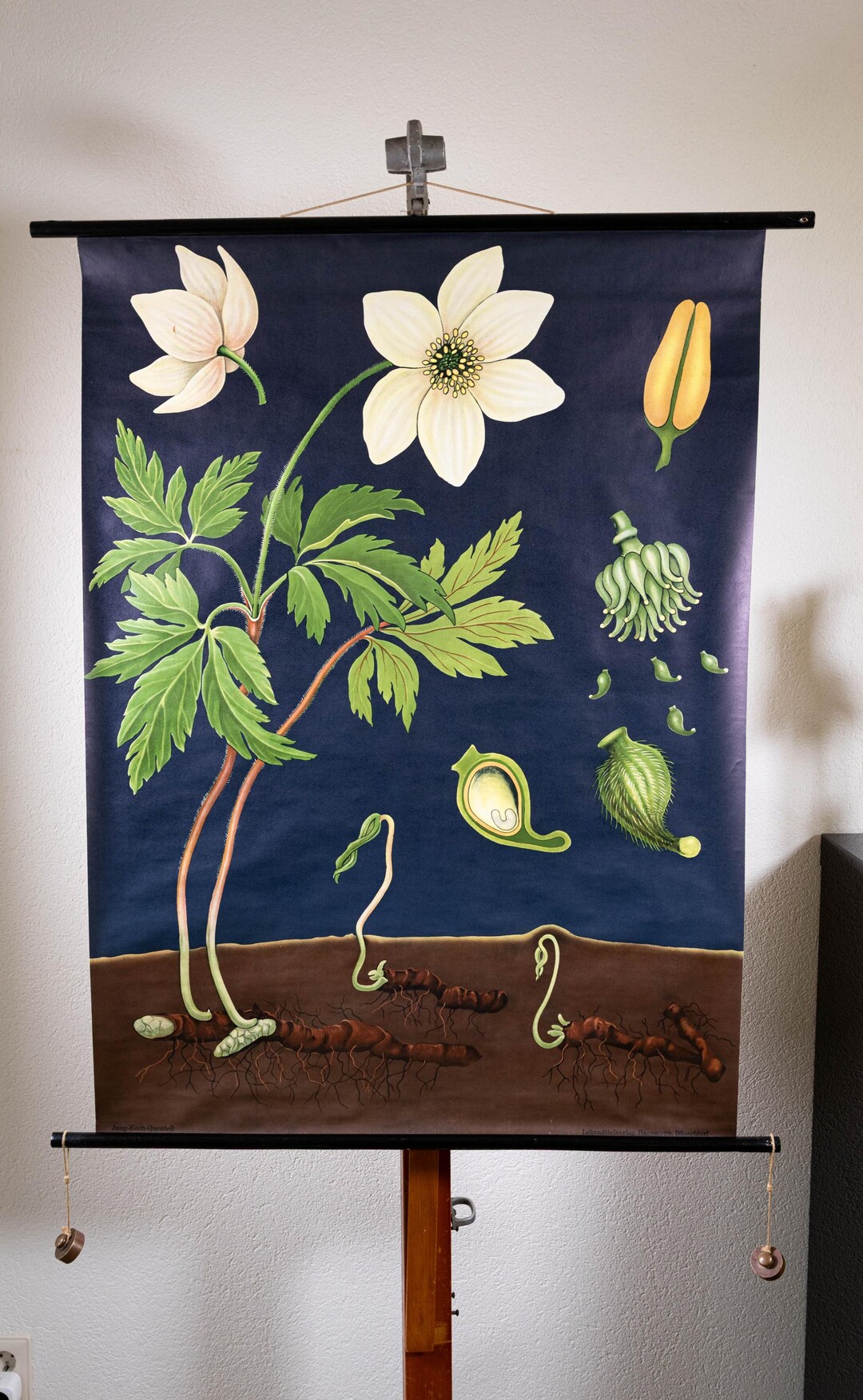 Vintage Pull Down School Chart Anemone by Jung Koch Quentell Lithograph ...