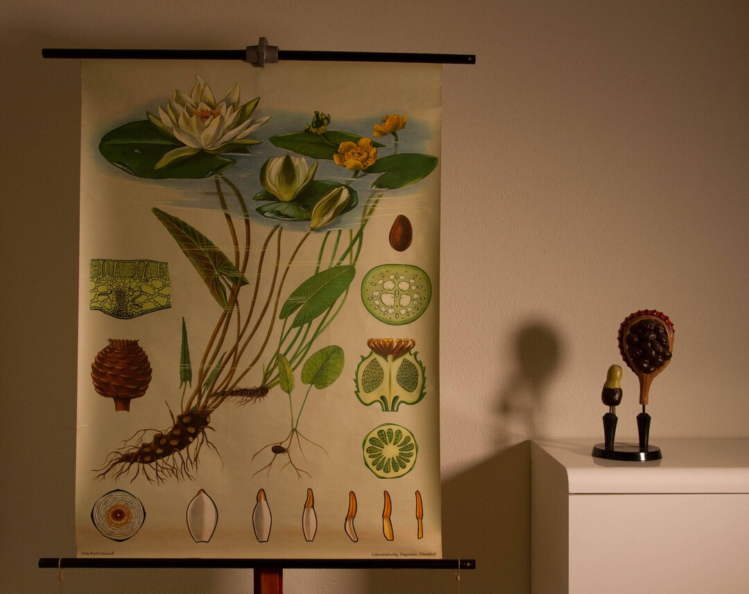 Vintage Pull Down School Chart Water Lily Jung Koch Quentell - Etsy