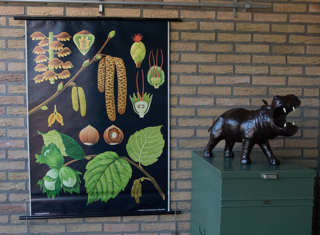 Vintage Pull Down School Chart Hazel Jung Koch Quentell - Etsy