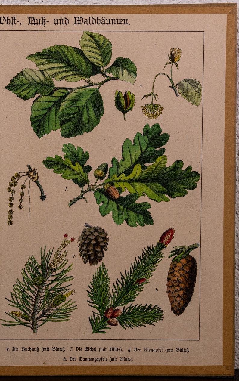 Vintag School Chart Apple Pear and Oak A.o. Lithograph - Etsy