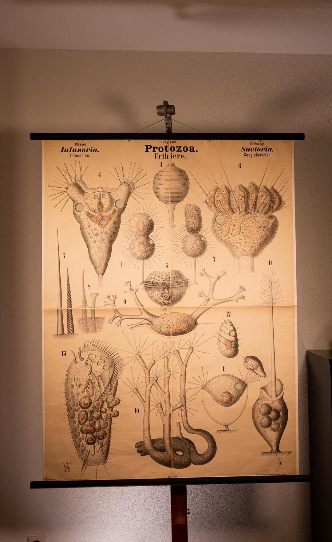 Vintage Pull Down Chart Leuckart Protozoa Infusoria Suctoria School ...