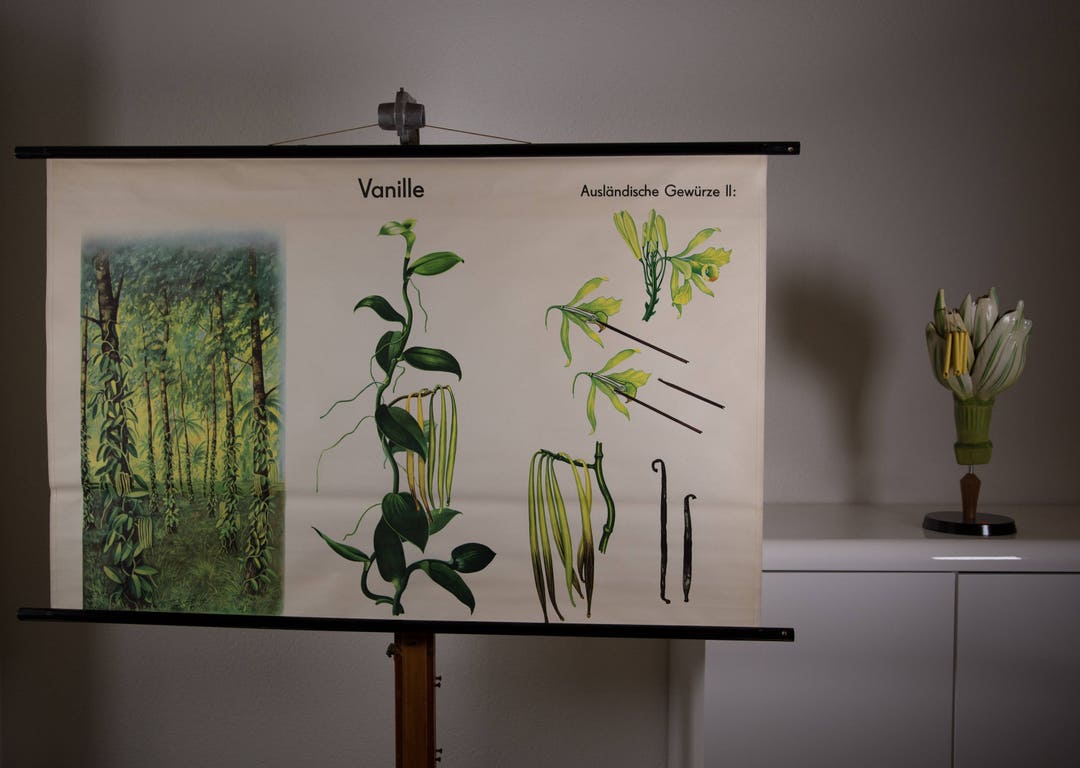 Vintage Pull Down Chart Vanilla School Chart - Etsy