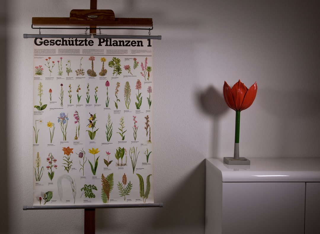 Vintage Pull Down Chart Protected Plants School Chart - Etsy