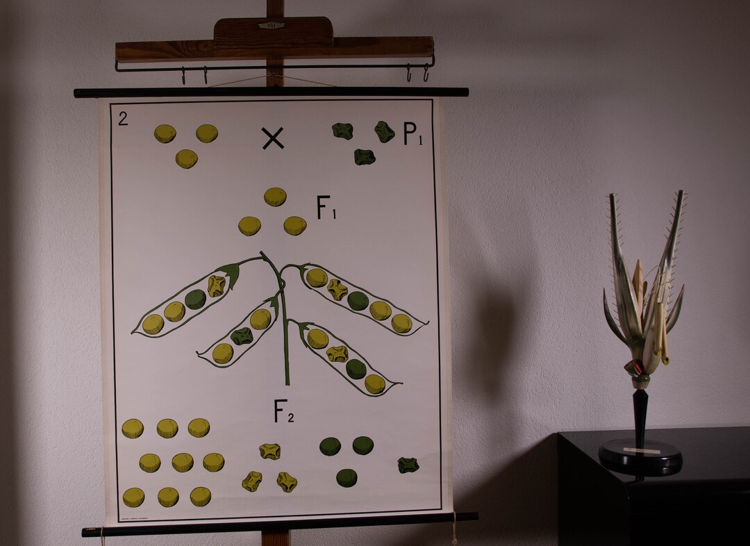 Pull Down Chart Genetics Pea II School Chart Lithograph - Etsy
