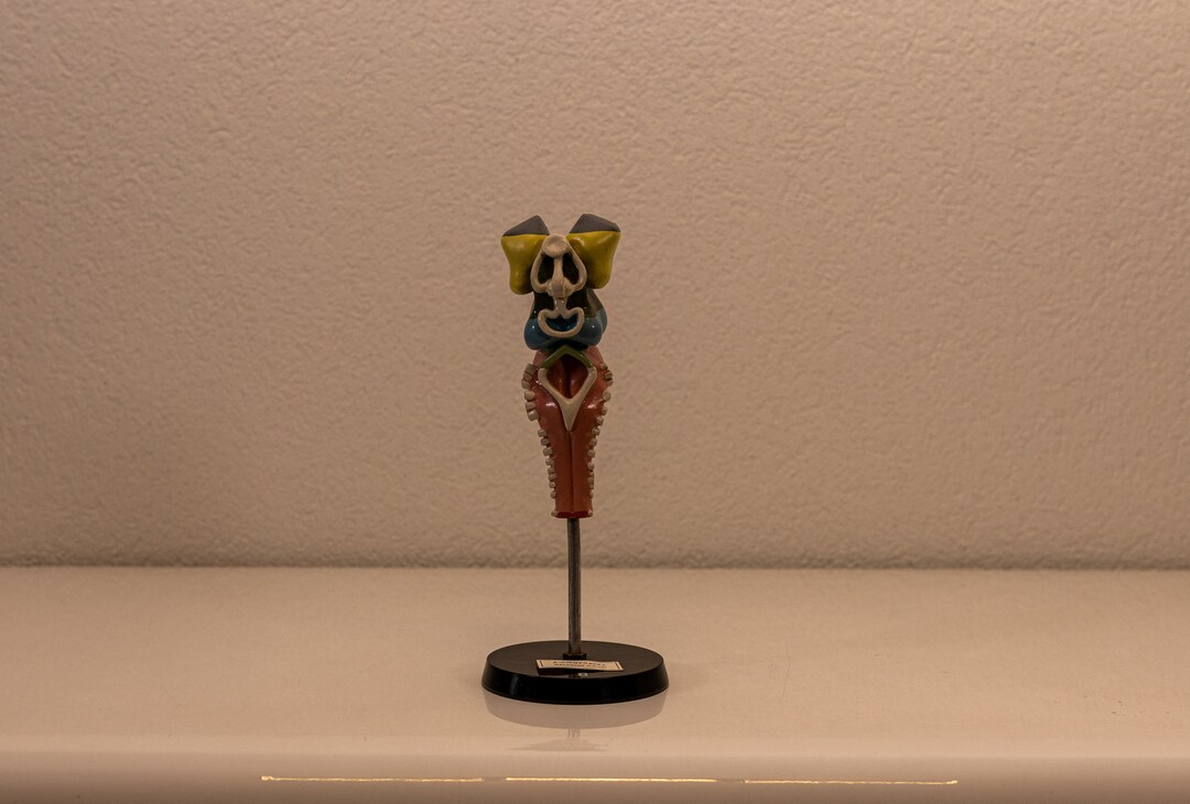 Vintage Somso Anatomical Model of the Brain of a River Lamprey - Etsy