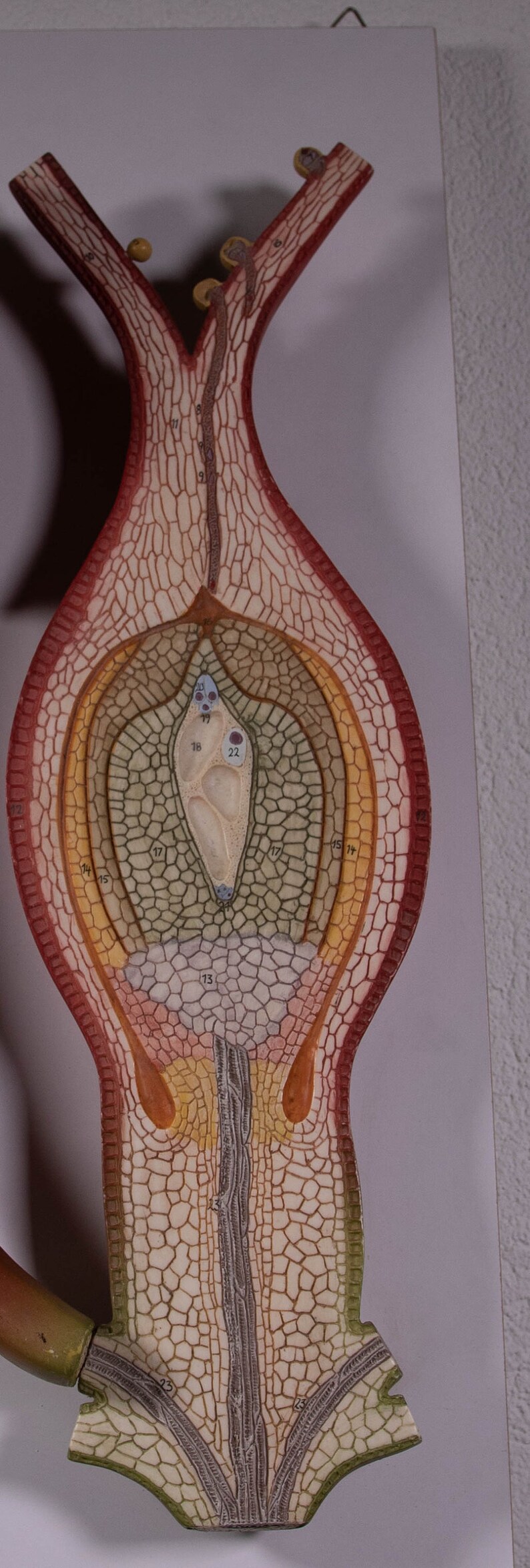 Vintage Botanical Model of Fertilization of Angiosperms - Etsy