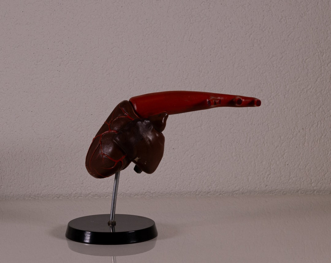 Vintage Anatomical Heart Model of a Pike ,these Models, Used for ...