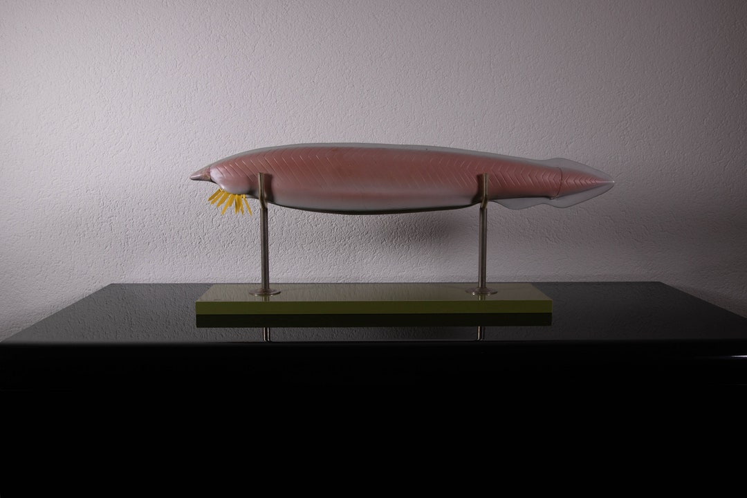 Vintage Anatomical Model of a Lancet Fish ,these Models, Used for ...