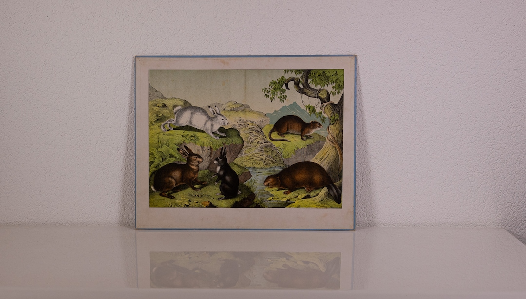 Vintage Chart Hare Rabbit Beaver School Chart Lithograph . - Etsy