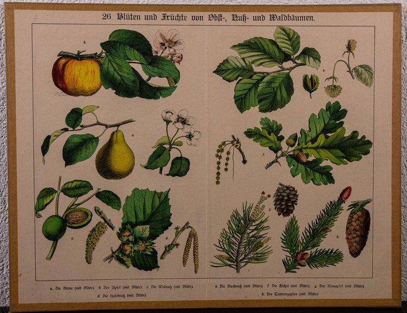 Vintag School Chart Apple Pear and Oak A.o. Lithograph - Etsy
