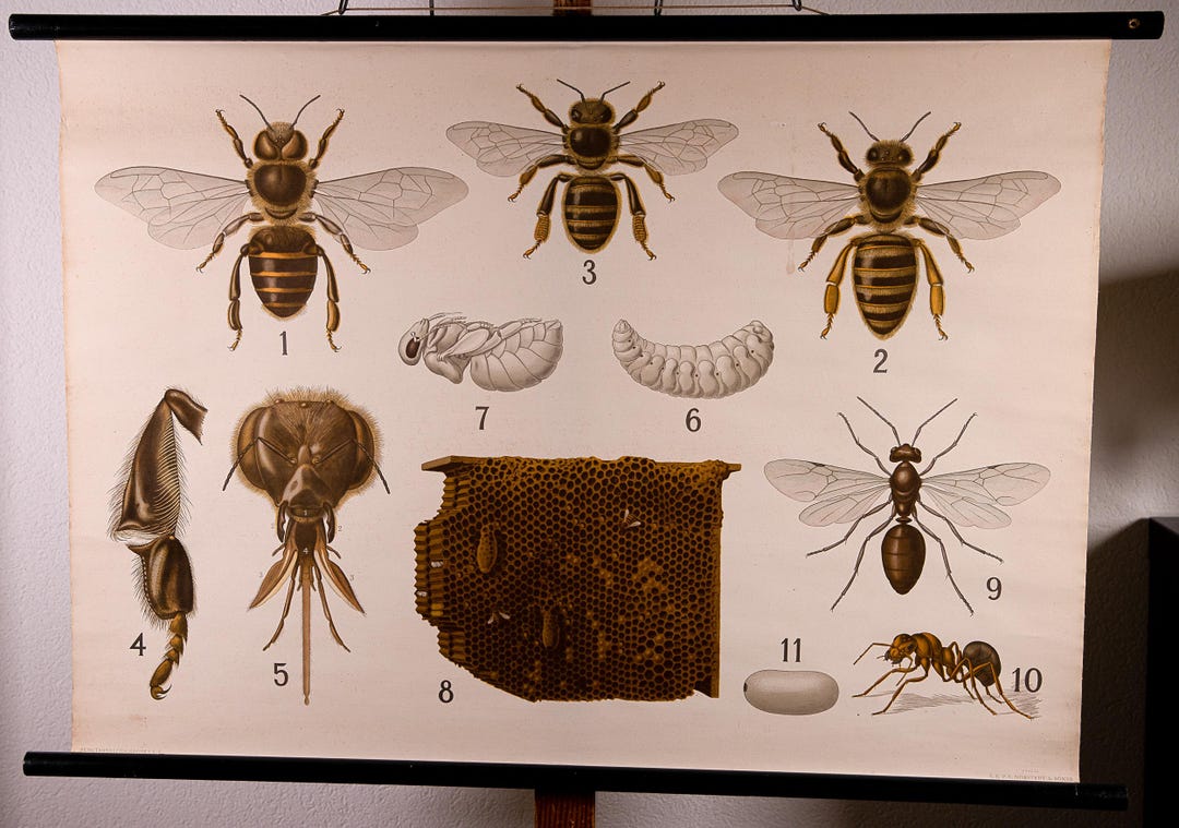 Vintage Pull Down Chart Bee and Ant School Chart - Etsy UK