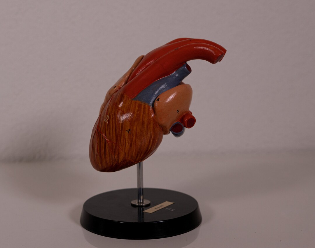 Vintage Anatomical Model of the Heart of a Crocodile, These Models ...