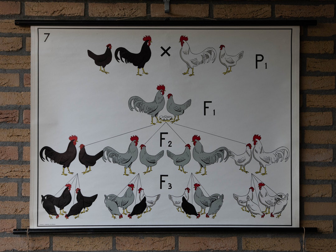 Vintage Pull Down Chart Genetics of Chicken School Chart - Etsy