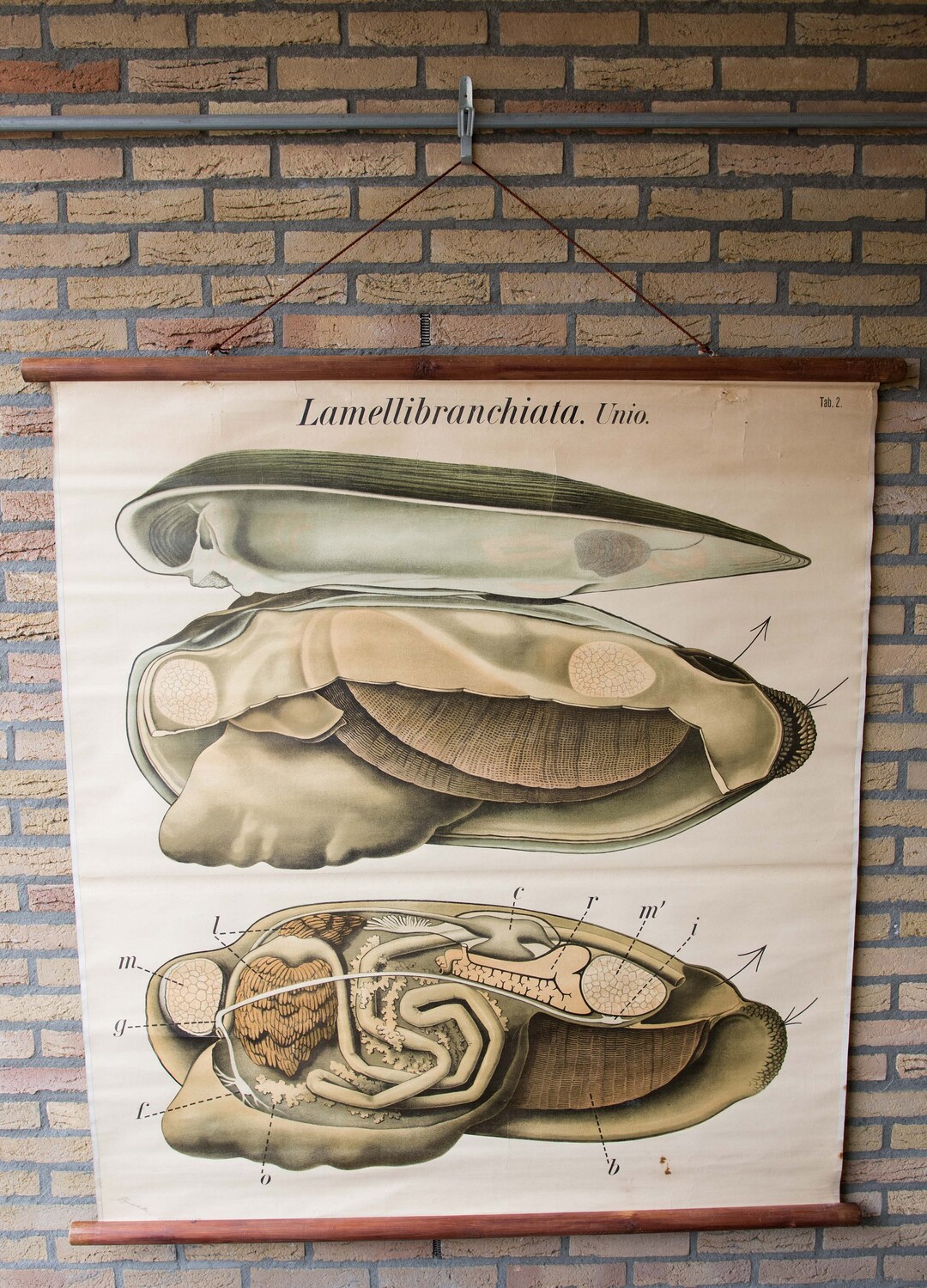 Vintage Pull Down School Chart Mussel Pfurtscheller Wall Chart SEE NEW ...