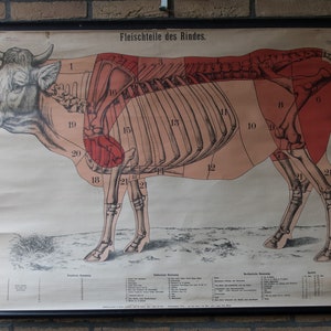 Vintage Pull Down Chart Meat Parts of a Cow School Chart - Etsy