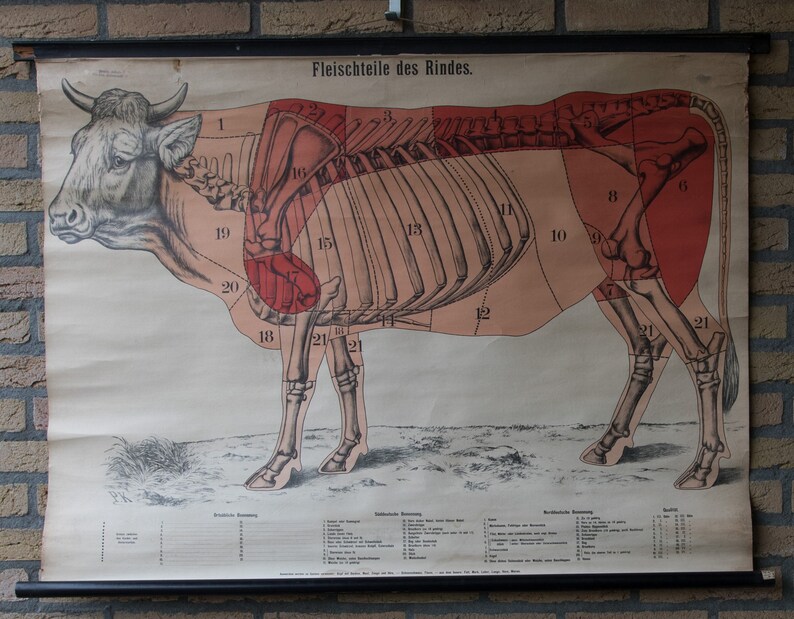 Vintage Pull Down Chart Meat Parts of a Cow School Chart - Etsy