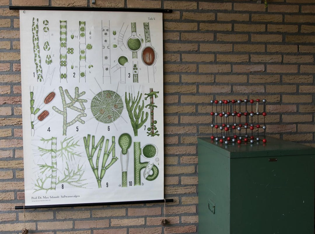 Vintage Pull Down Chart Freshwater Algae V School Chart - Etsy