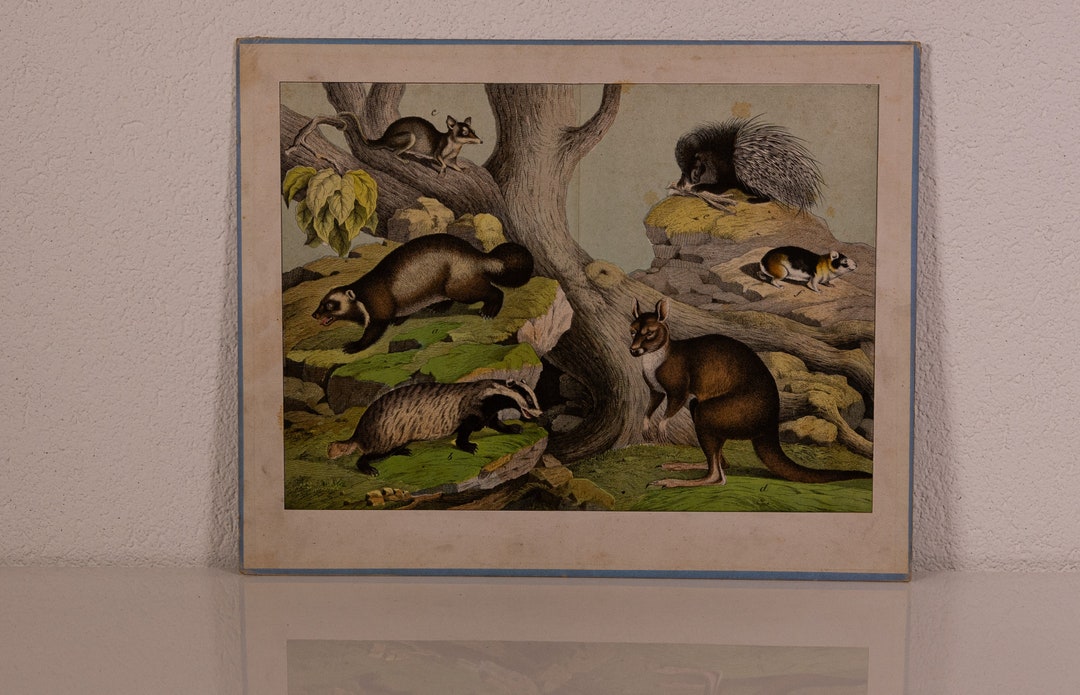 Vintage Chart Badger Porcupine Kangaroo School Chart Lithograph - Etsy