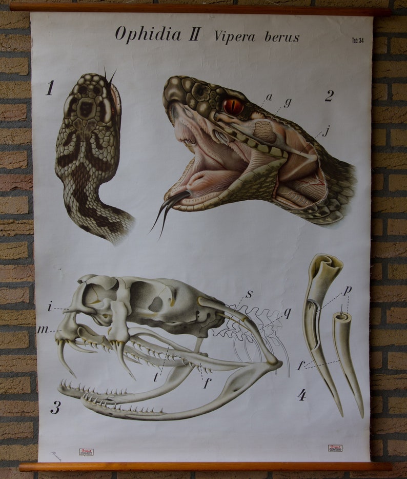 Pull Down School Chart Viper Vipera Berus Pfurtscheller Wall - Etsy