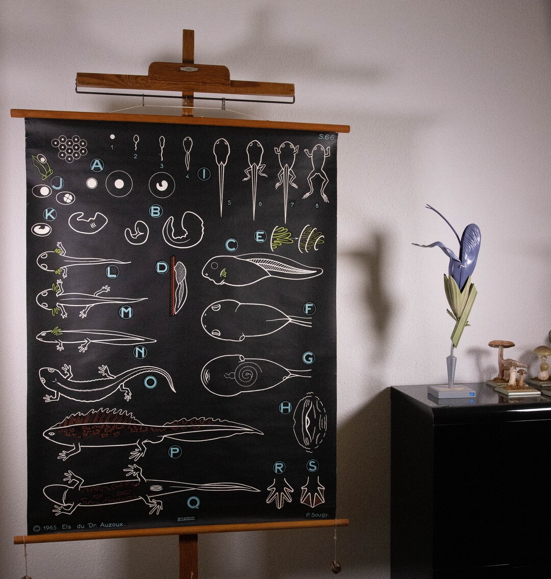 Vintage Pull Down Chart Amphibia School Chart Auzoux - Etsy