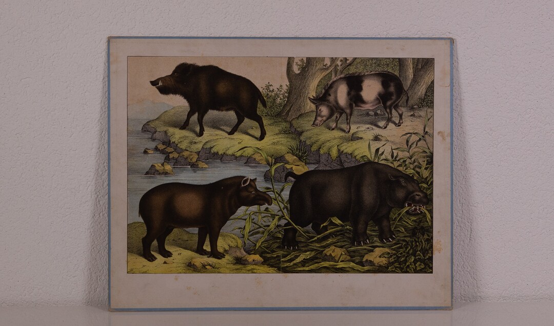 Vintage Chart Pig Tapir Hippopotamus School Chart Lithograph - Etsy