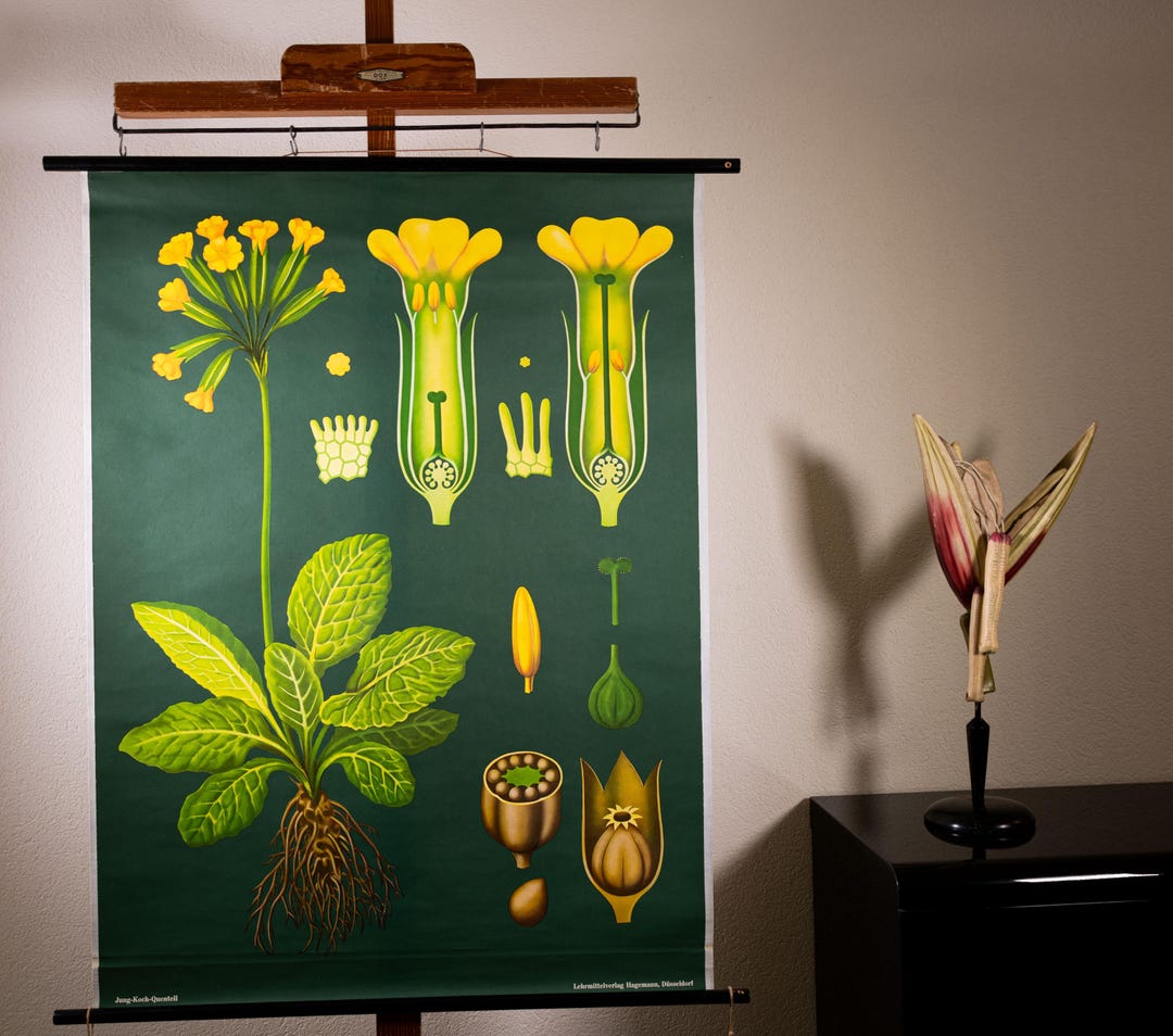 Vintage Pull Down School Chart Primrose by Jung Koch Quentell - Etsy