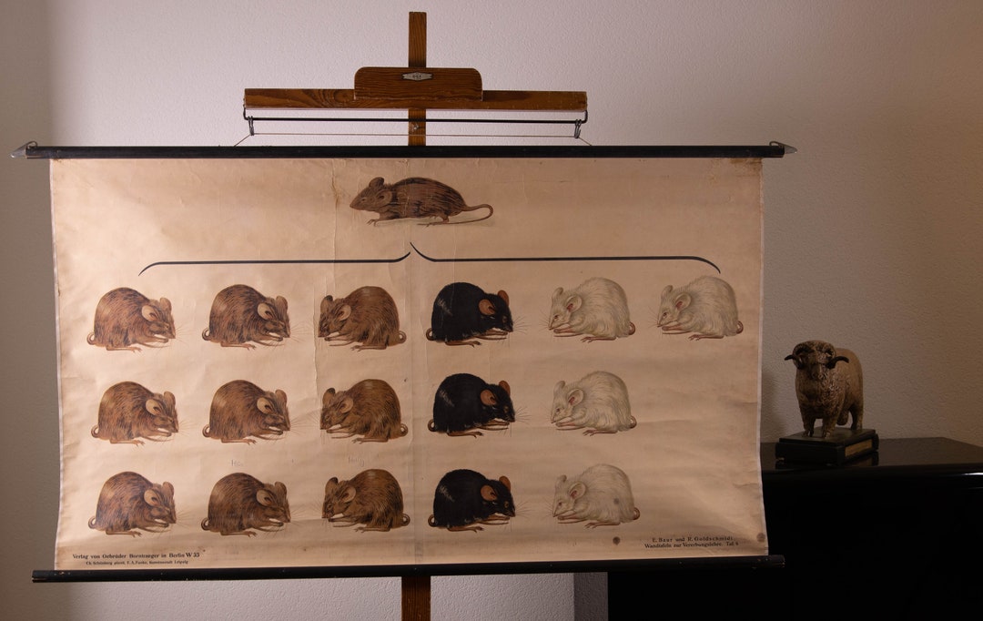 Vintage Pull Down Chart Genetics in Mice School Chart - Etsy
