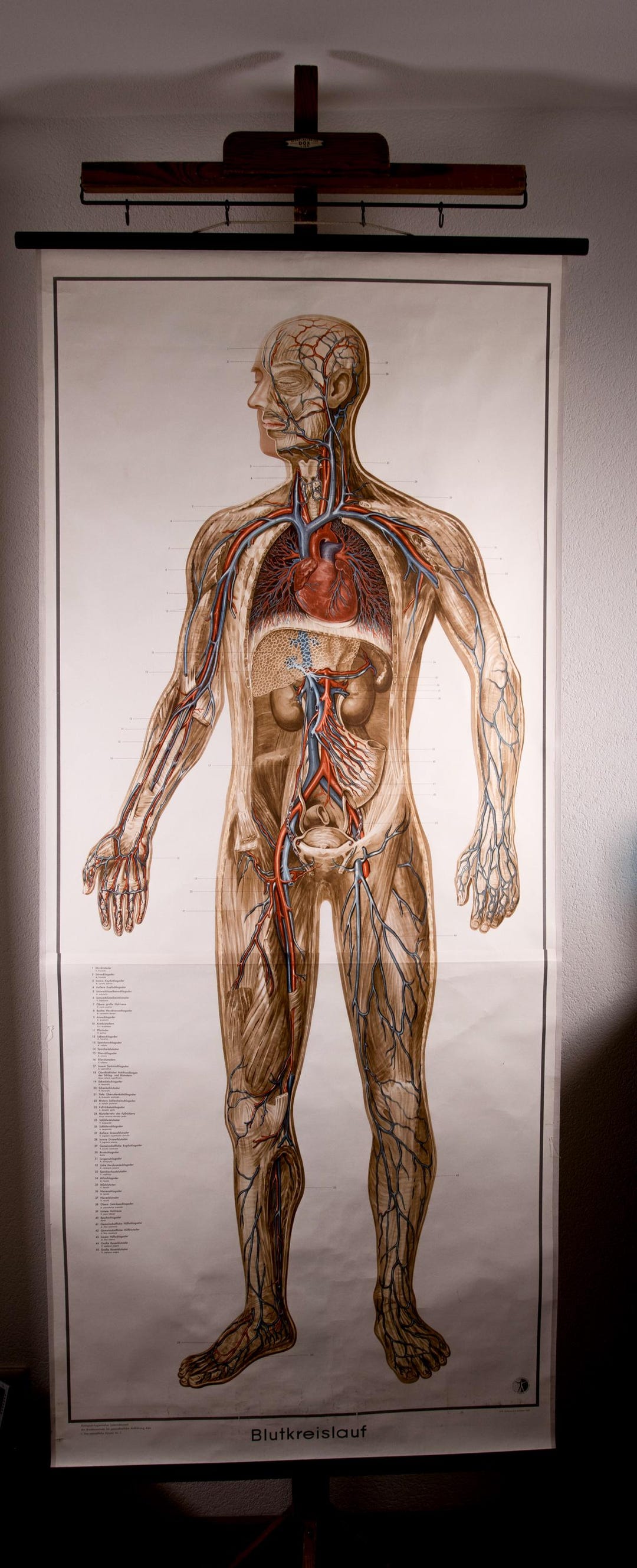 Vintage Pull Down Chart Blood Circulation School Chart - Etsy