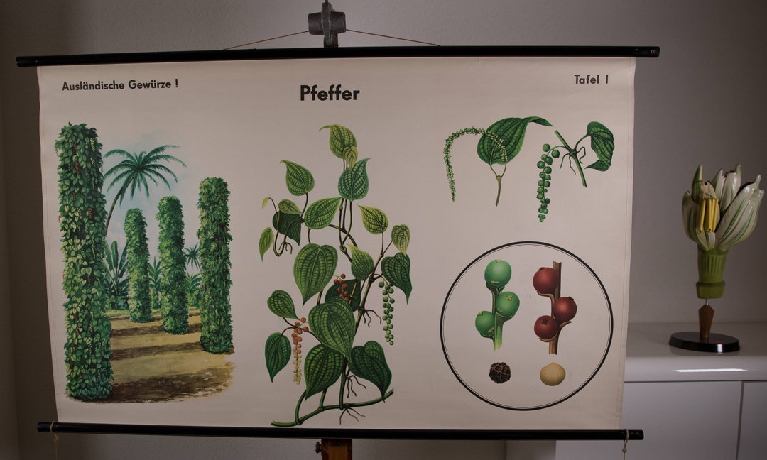 Vintage Pull Down Chart Pepper School Chart - Etsy