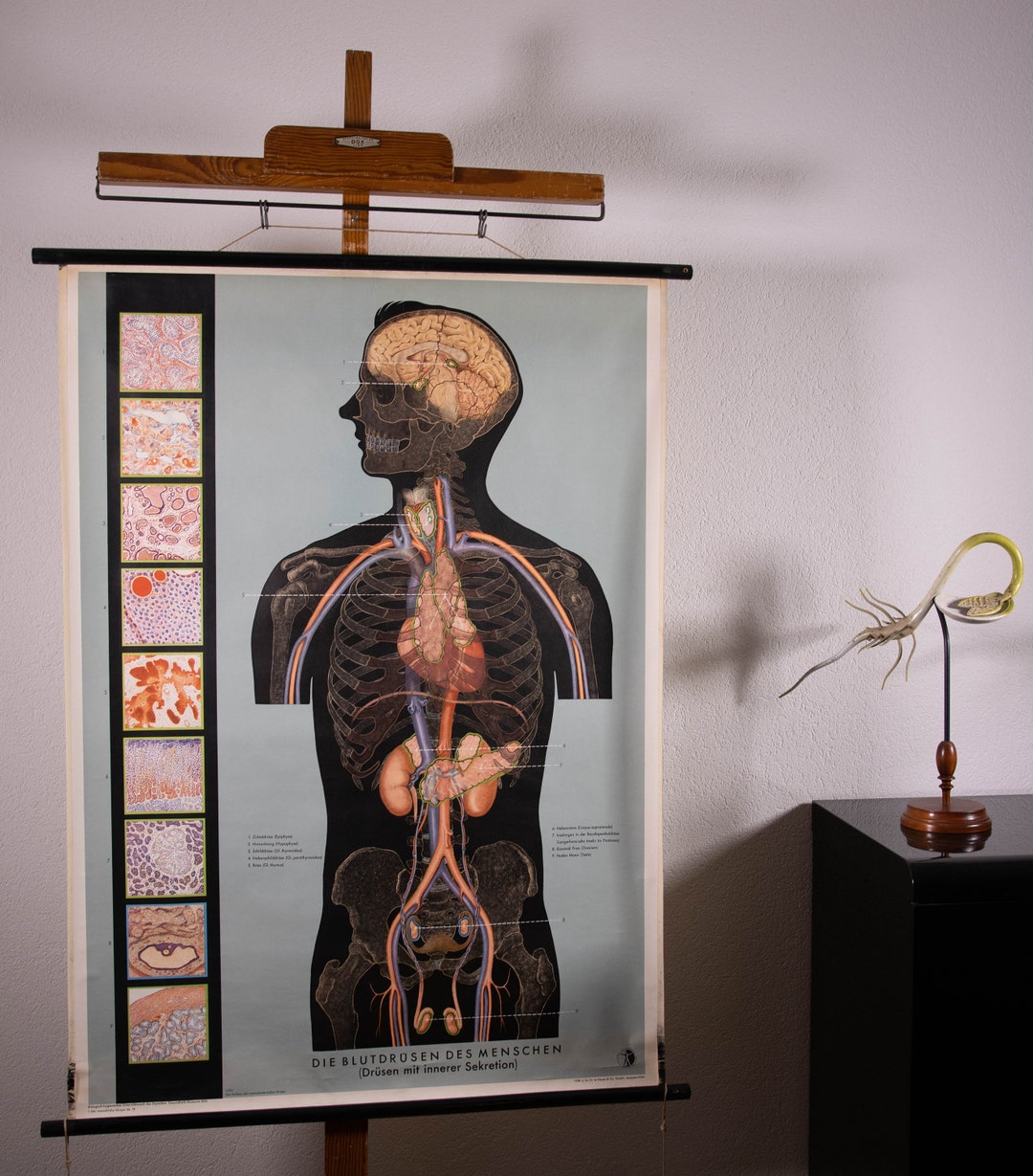 Vintage Pull Down Chart the Blood Glands in Humans School Chart - Etsy