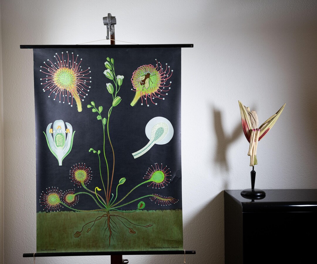 Vintage Pull Down School Chart Sundew by Jung Koch Quentell Lithograph ...