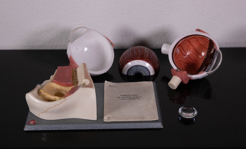 Vintage Anatomical Model of the Eye ,these Models, Used for Education ...
