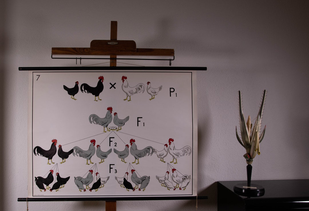 Vintage Pull Down Chart Genetics of Chicken School Chart - Etsy