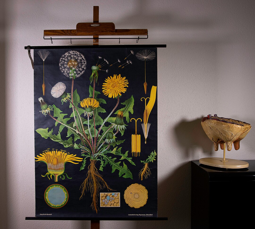 Vintage Pull Down School Chart Dandelion Jung Koch Quentell - Etsy