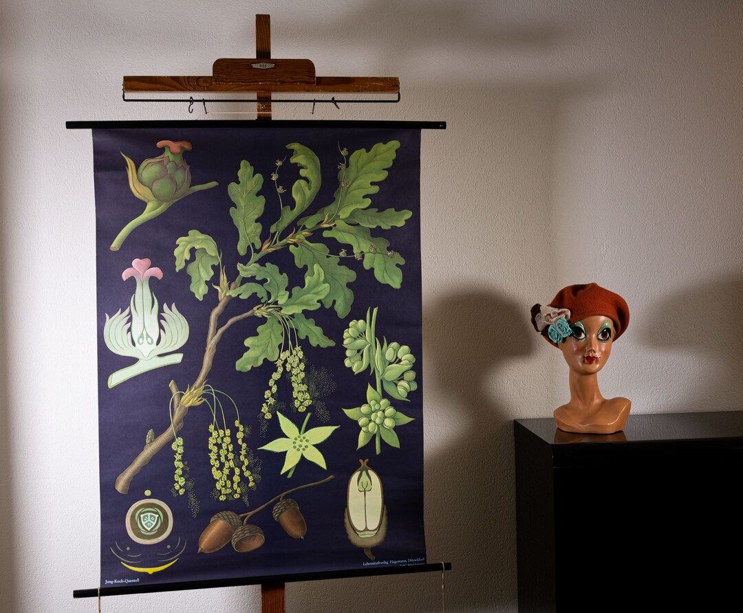 Pull Down School Chart Oak Jung Koch Quentell - Etsy