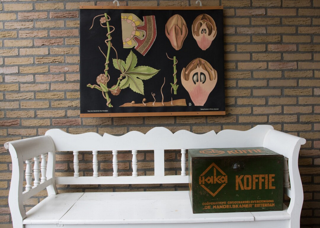 Vintage School Chart the Greater Dodder by Jung Koch Quentell ...