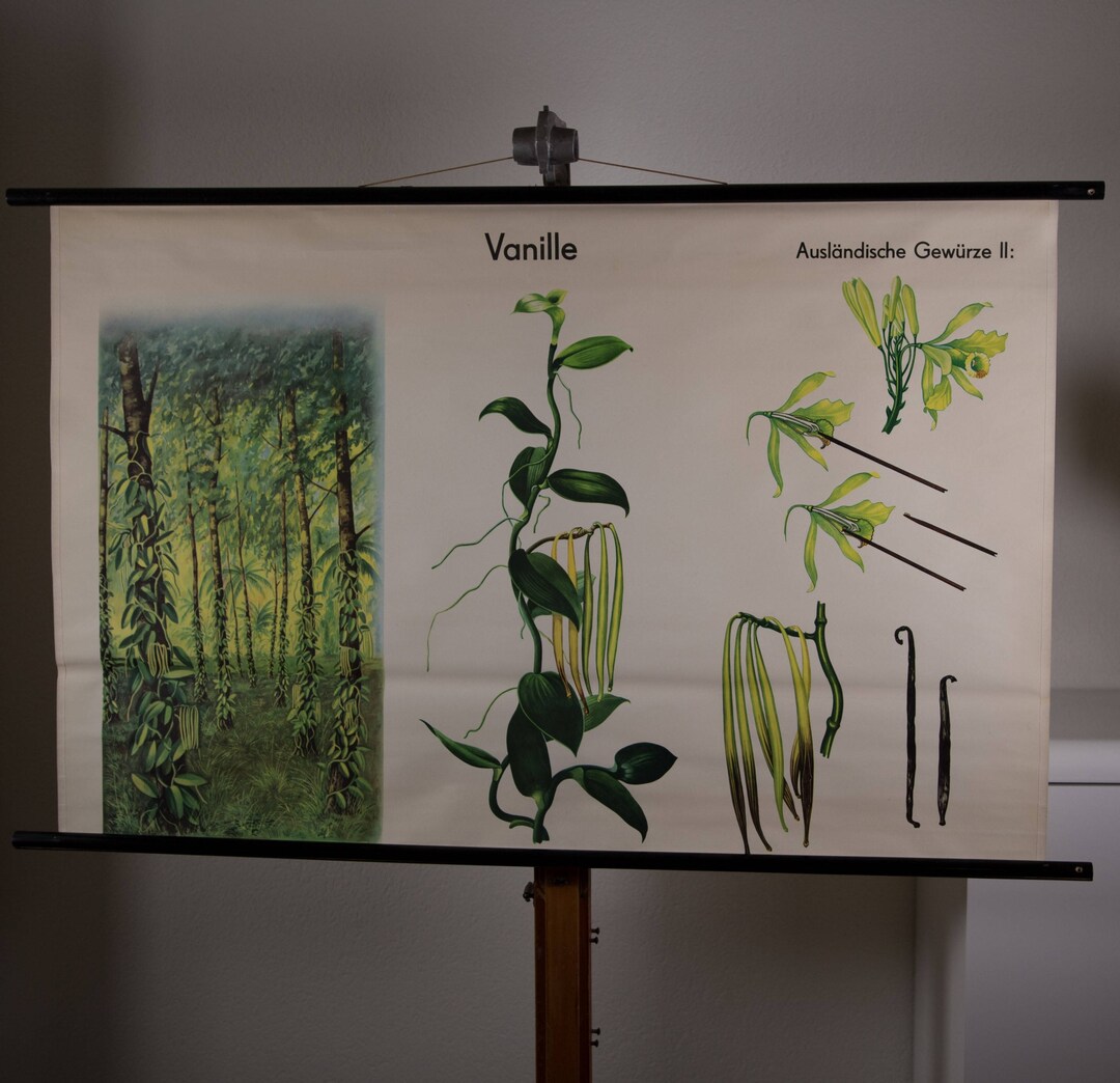 Vintage Pull Down Chart Vanilla School Chart - Etsy