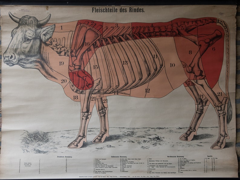 Vintage Pull Down Chart Meat Parts of a Cow School Chart - Etsy