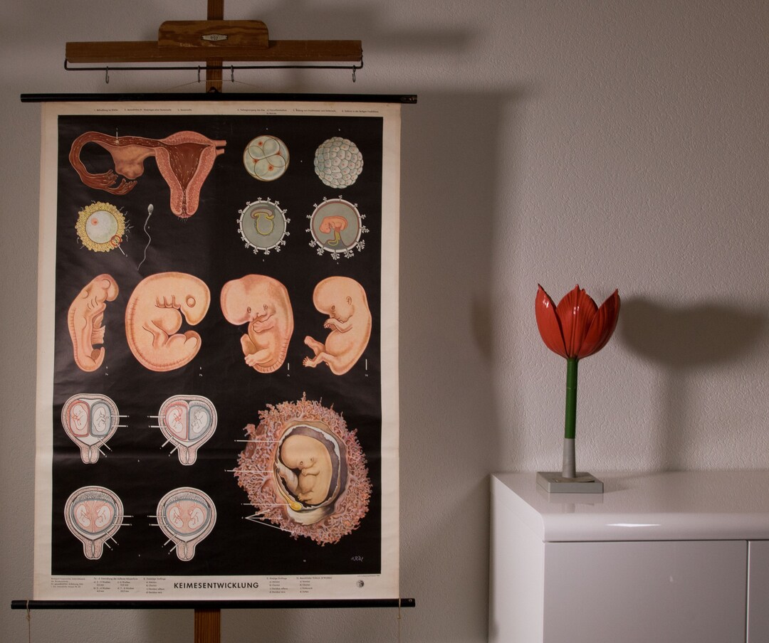 Vintage Pull Down Chart Development of the Human Embryo School Chart - Etsy