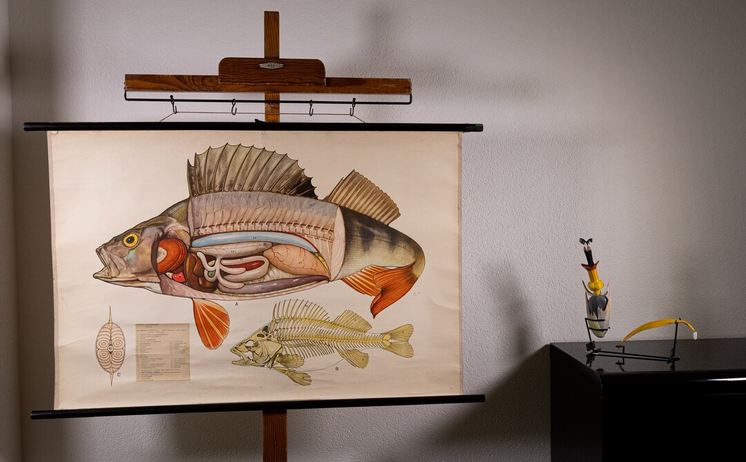 Pull Down Chart Fish Perch School Chart - Etsy