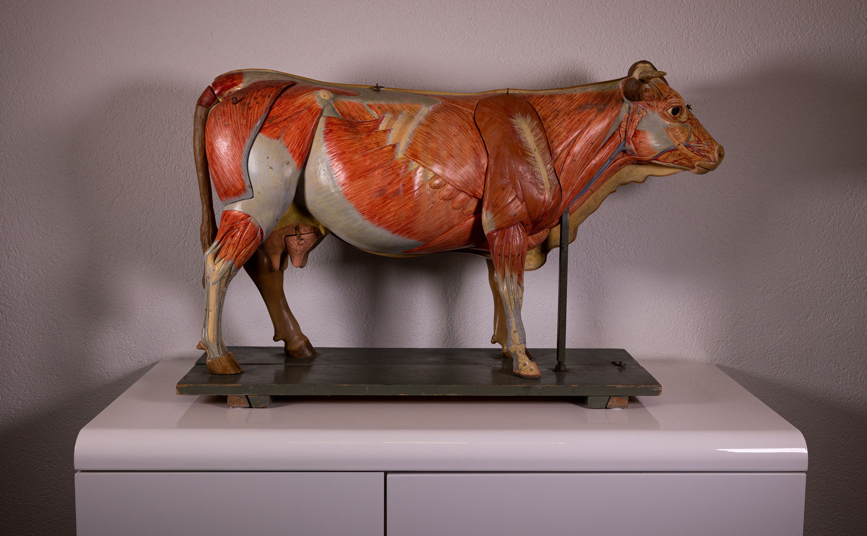 Vintage Anatomical Model of a Cow ,these Models, Used for Educational ...