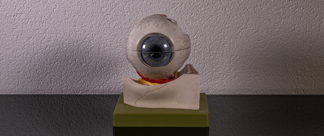 Vintage Anatomical Model of the Eye ,these Models, Used for Educational ...