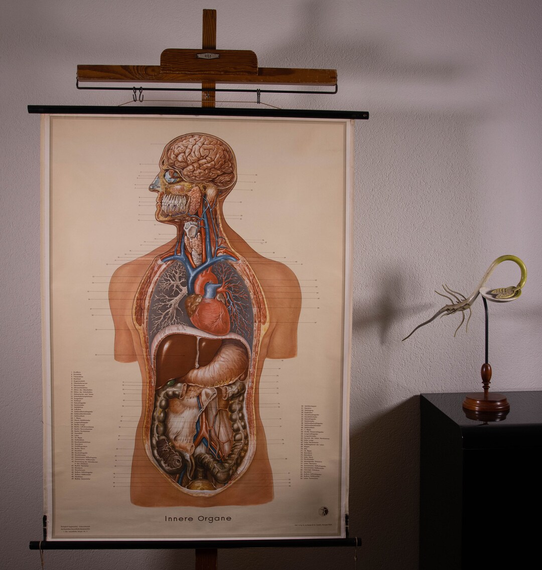 Vintage Pull Down Anatomical Chart Inner Organs School Chart - Etsy
