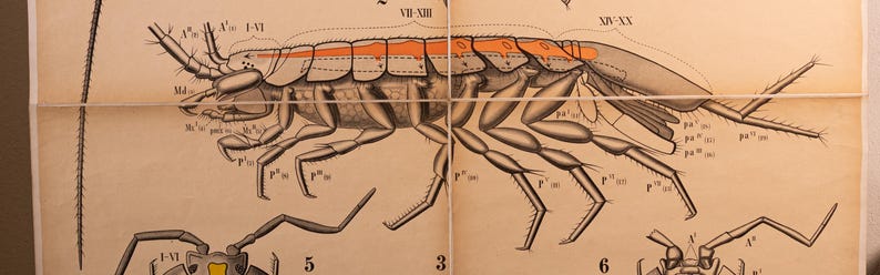 Vintage Pull Down Chart Leuckart Arthropoda Gliederfussler Arthropods ...